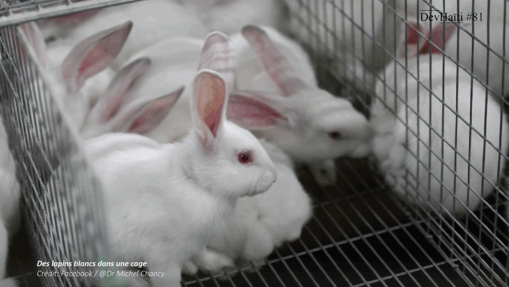 L’élevage du lapin en Haïti : beaucoup d’avantages mais pas assez d ...